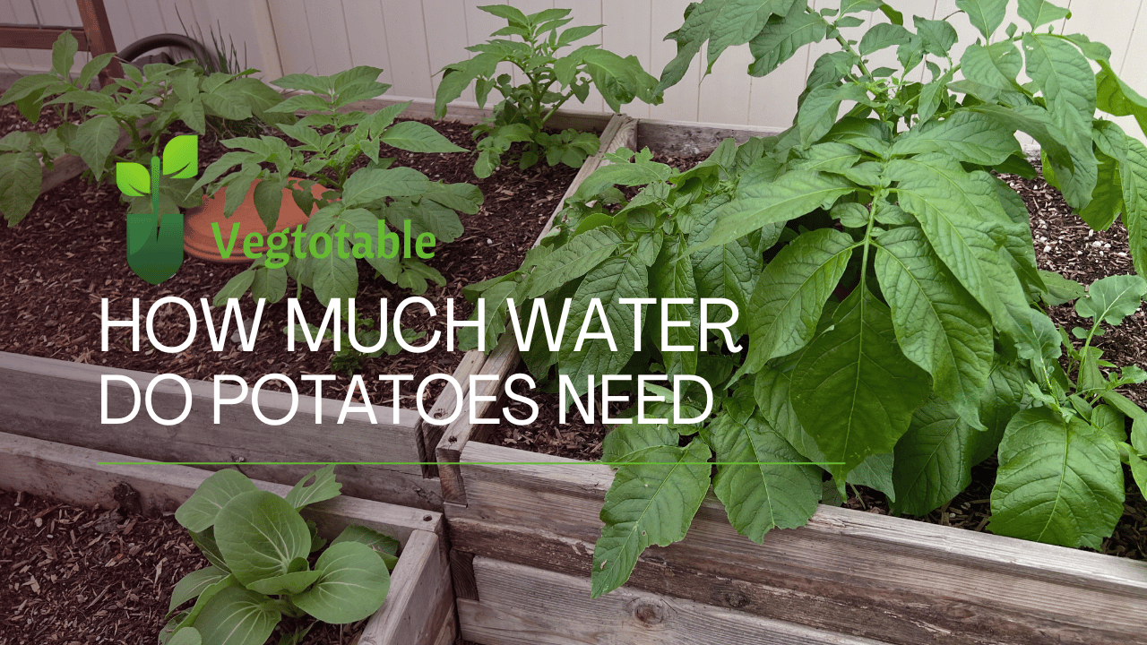 How Much Water Do Potatoes Need — Vegtotable