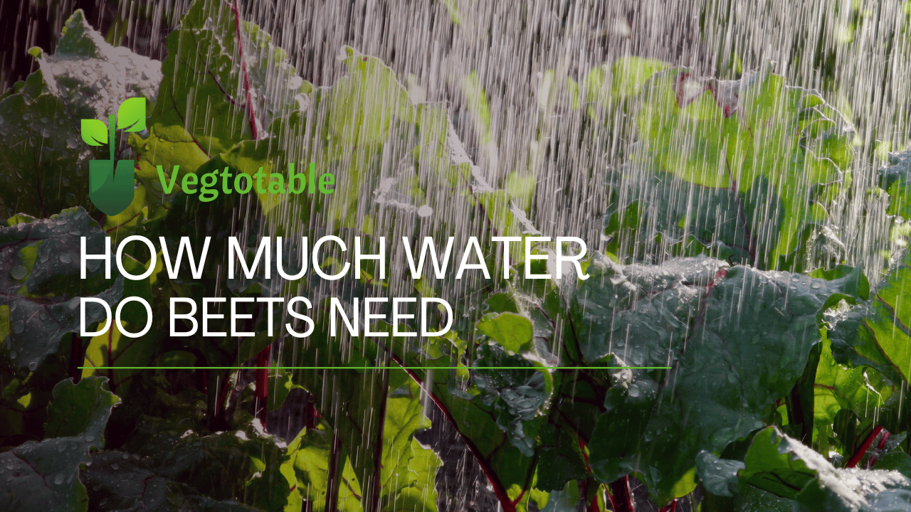 Growing Beets — Vegtotable