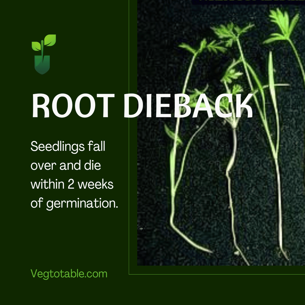 17 Carrot Diseases You’re Most Likely to Encounter — Vegtotable