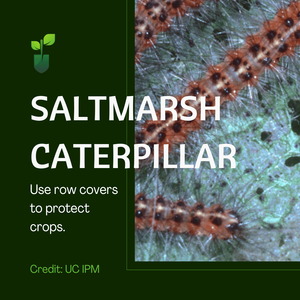 22 Carrot Pests [What to Look For This Year] — Vegtotable