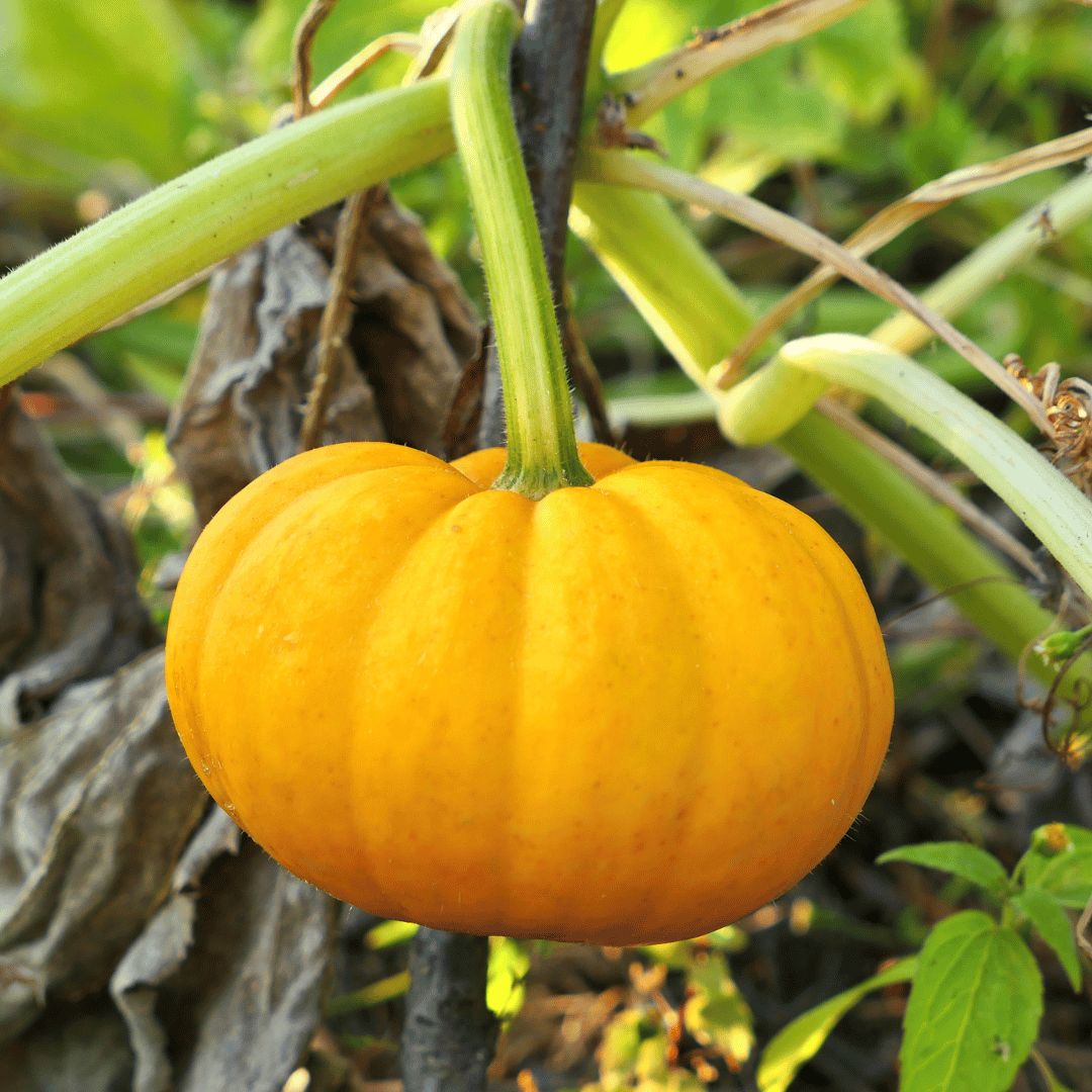 Types of Pumpkins [With Pictures] — Vegtotable