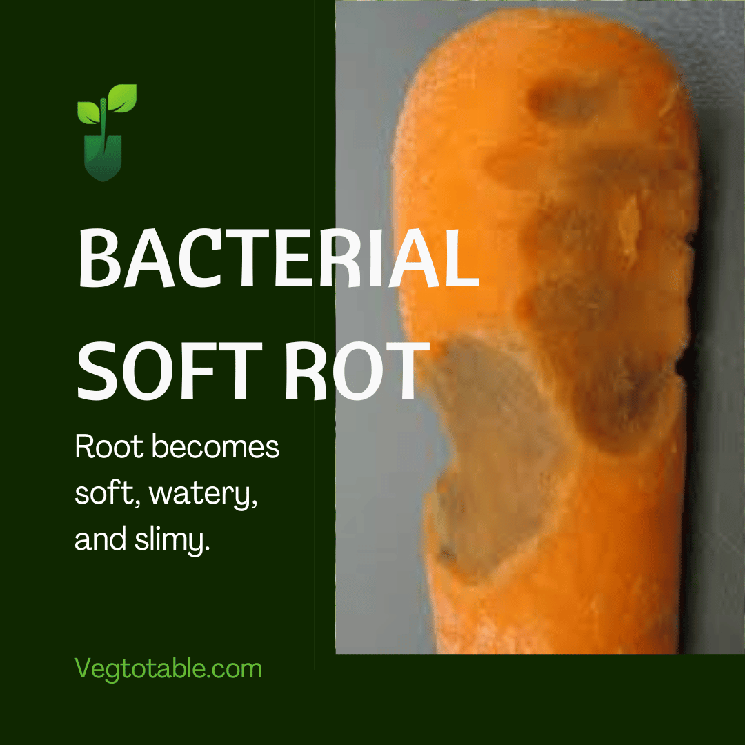 17 Carrot Diseases You’re Most Likely to Encounter — Vegtotable