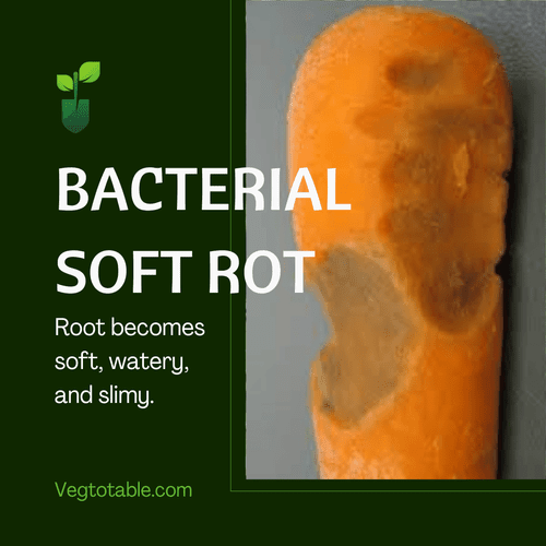 17 Carrot Diseases You’re Most Likely to Encounter — Vegtotable