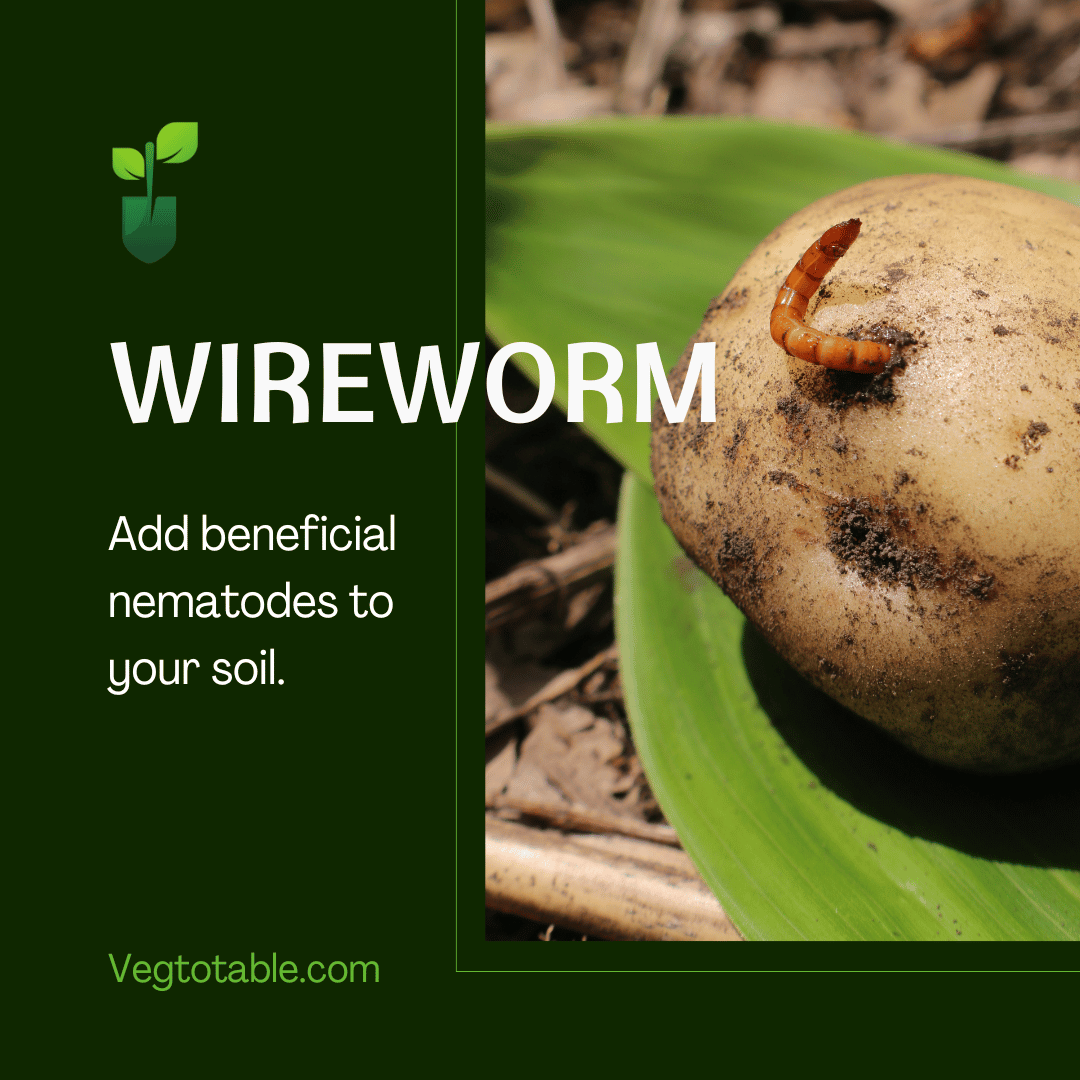 22 Carrot Pests [What to Look For This Year] — Vegtotable