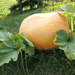 Types of Pumpkins [With Pictures] — Vegtotable