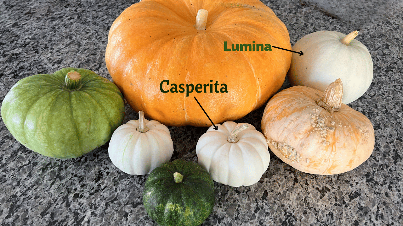 White Pumpkin [Ideas to Use Them and Grow Them] — Vegtotable