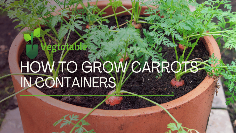 Planting Carrots in Containers [With Minimal Effort] — Vegtotable