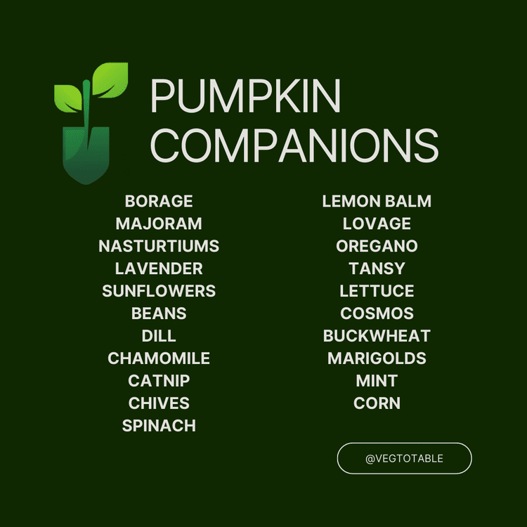 Pumpkin Companion Plants [And 15 to Avoid] — Vegtotable