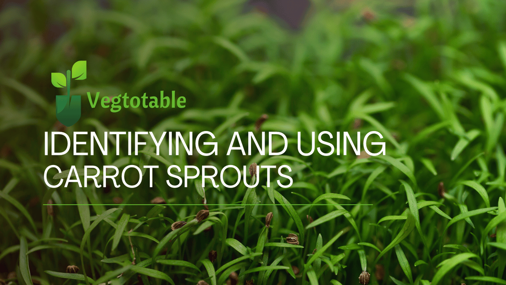 Carrot Sprouts [Identifying and Using in the Kitchen] — Vegtotable
