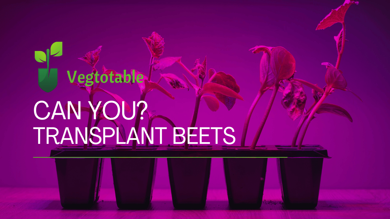 Growing Beets — Vegtotable