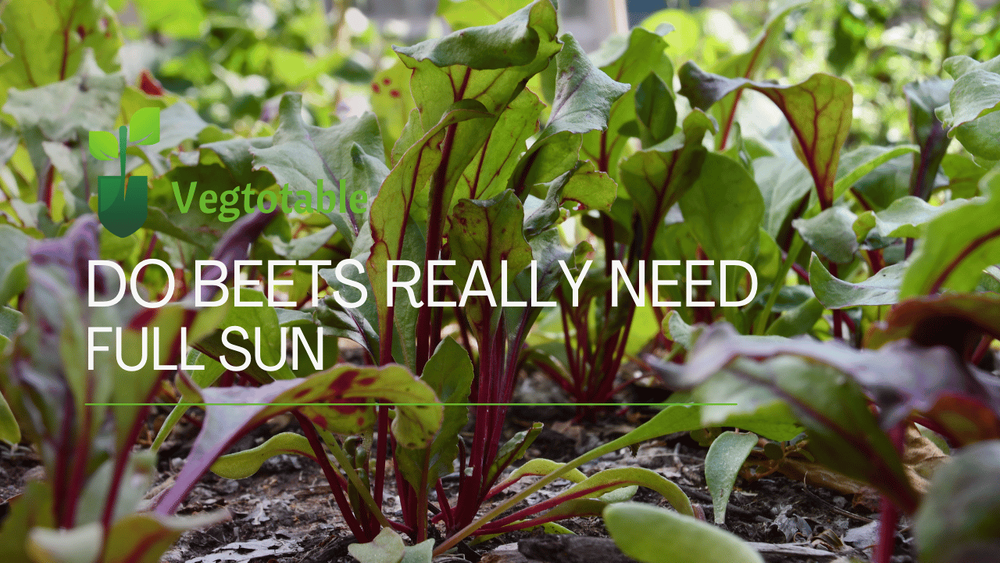 Growing Beets — Vegtotable
