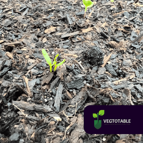 Beet Germination Time [And How to Speed It Up] — Vegtotable