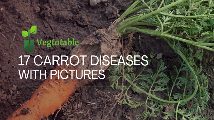 17 Carrot Diseases You’re Most Likely to Encounter — Vegtotable