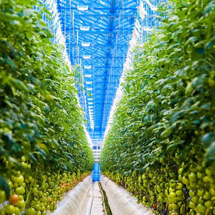 Growlink Smart Irrigation System | Fertigation | Cultivation Tech