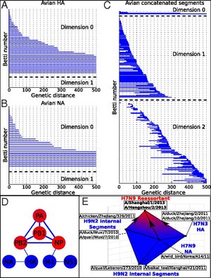 Topology of viral evolution — Joe Chan Lab