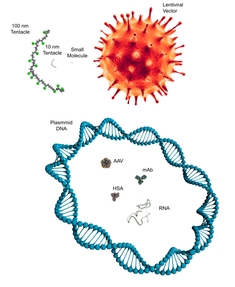 Size Comparison: Tentacle-Based Ligands Versus Common Biology - Purilogics