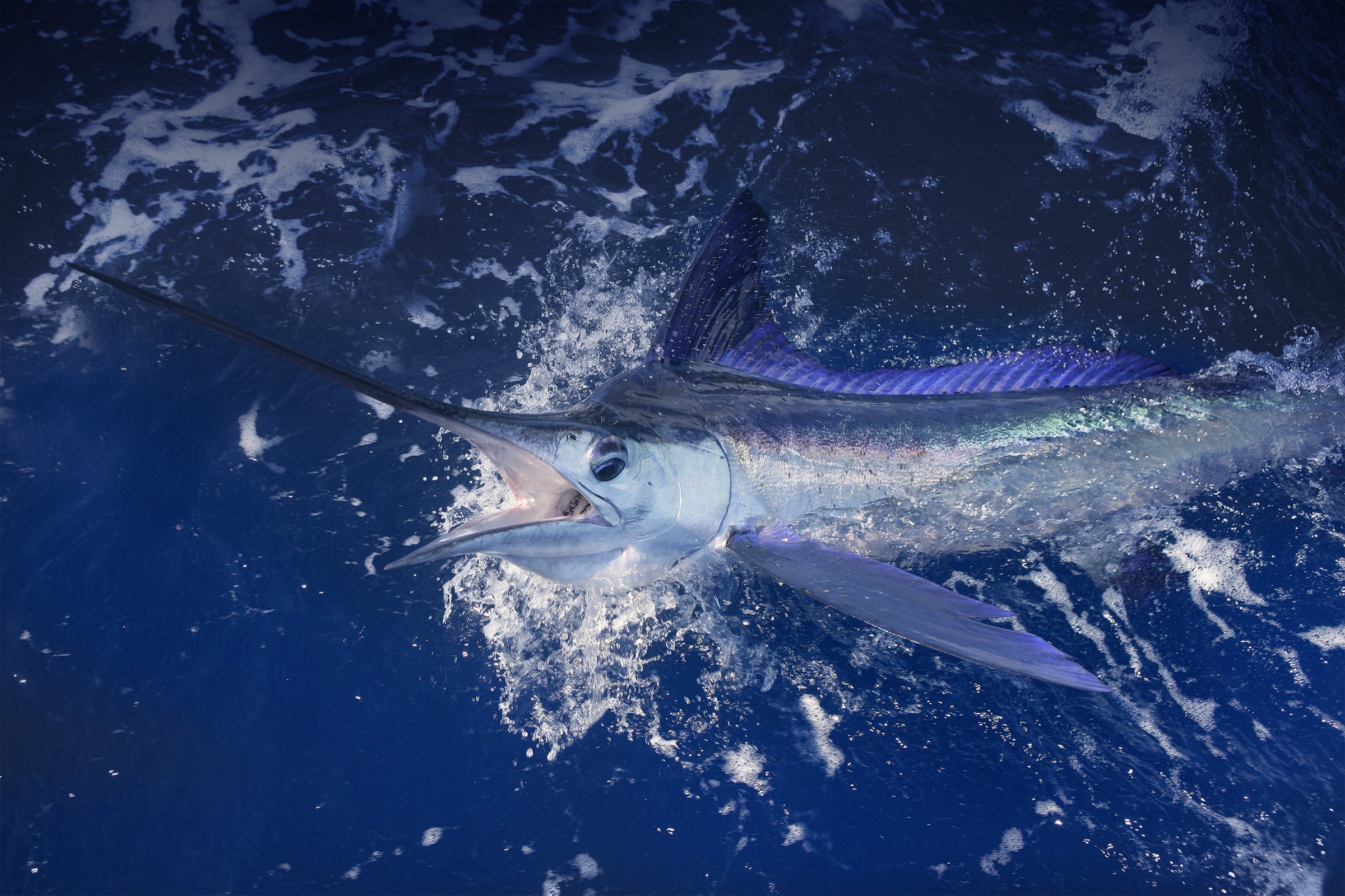 HIBT Hawaiian International Billfish Tournament