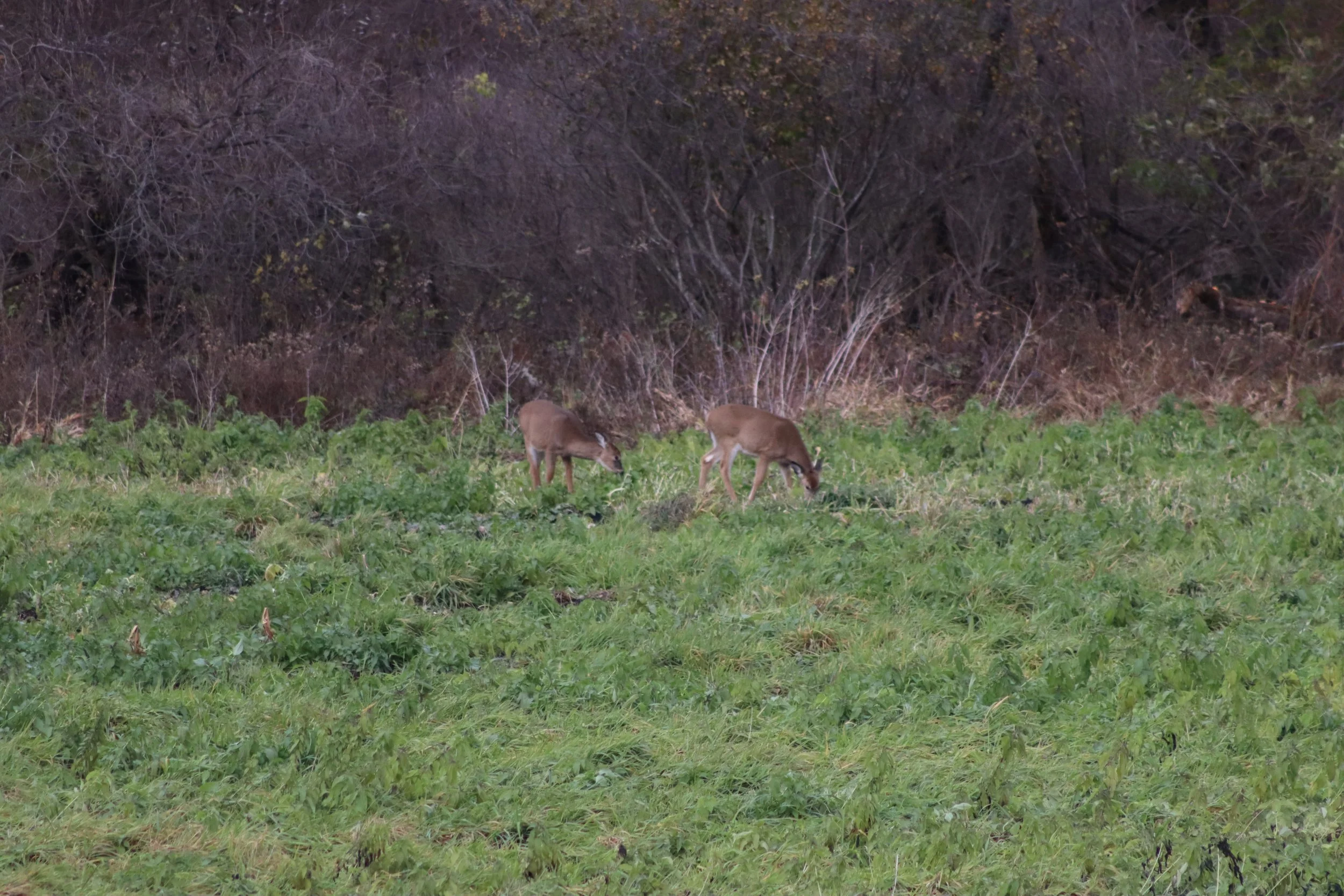 Establishing Deer Camp — HUNTING FIT