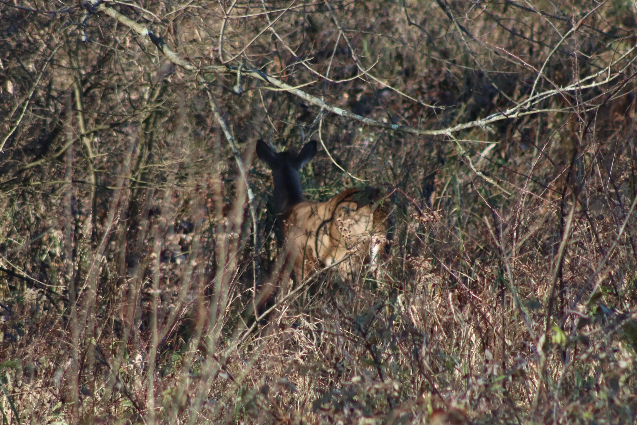 The Best Yet — HUNTING FIT