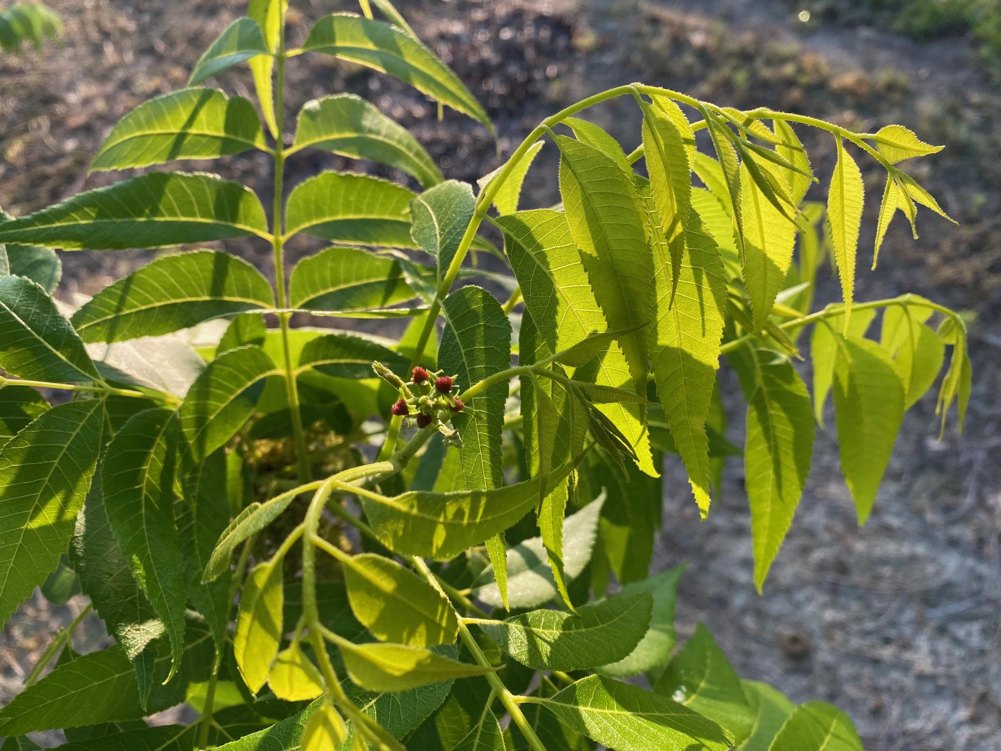 Dark Branch Pecans