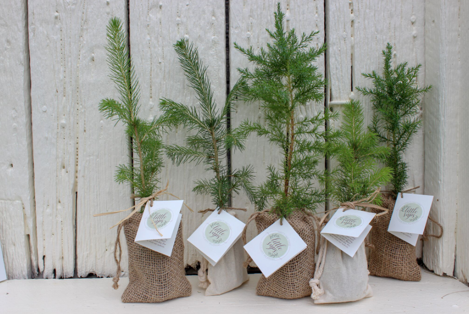 Our 3-Step Care Plan for Your Little Sap Gift Tree