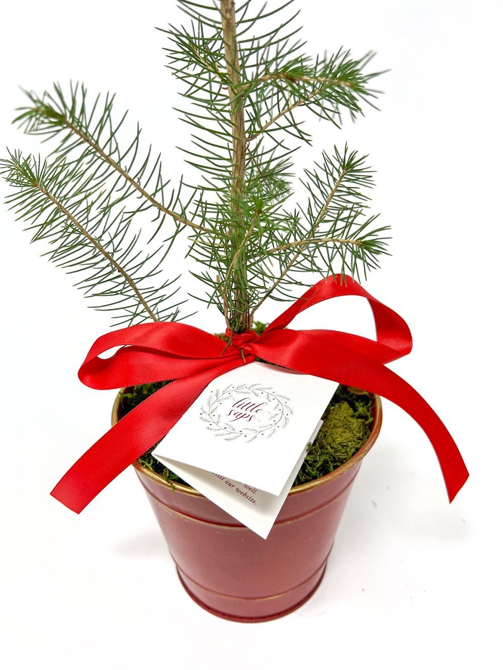 Celebrate the Season with Little Saps: Wishing You a Merry Christmas ...