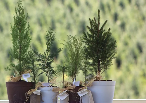 Little Saps | Shop Gift Trees & Memorial Trees