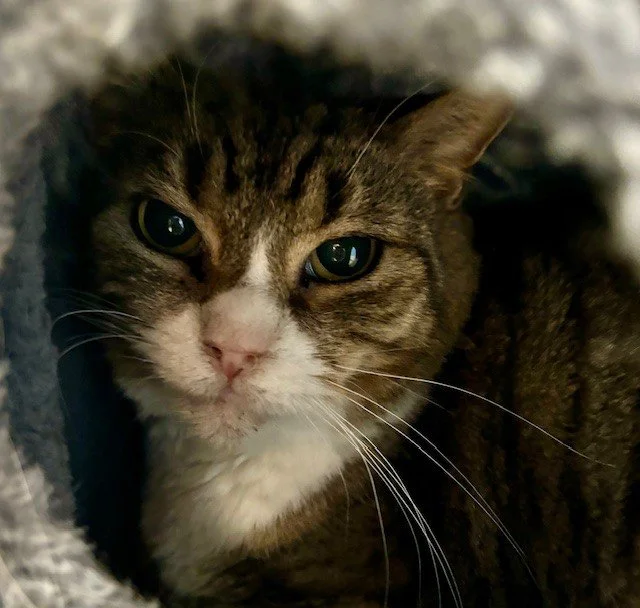 Our Cats — Patriot Pawsabilities