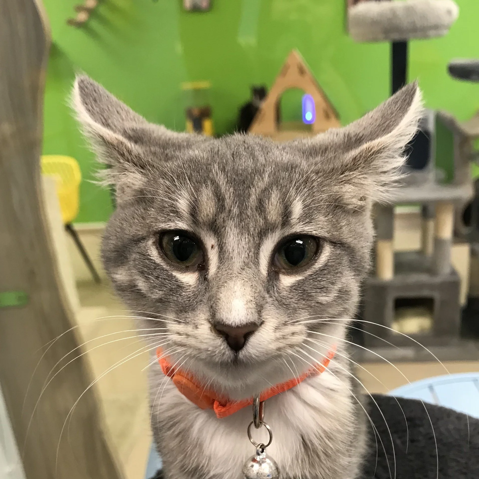 Our Cats — Patriot Pawsabilities