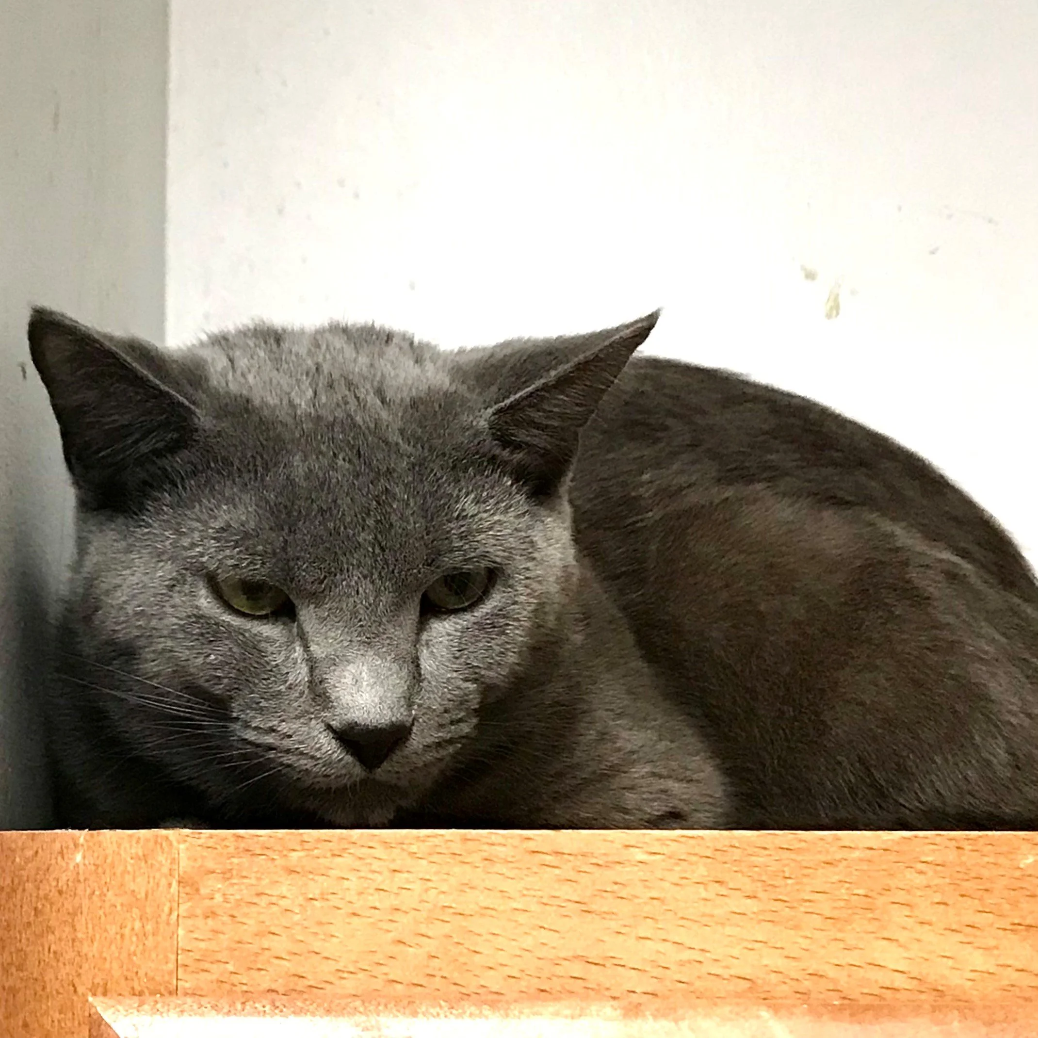 Patriot Pawsabilities