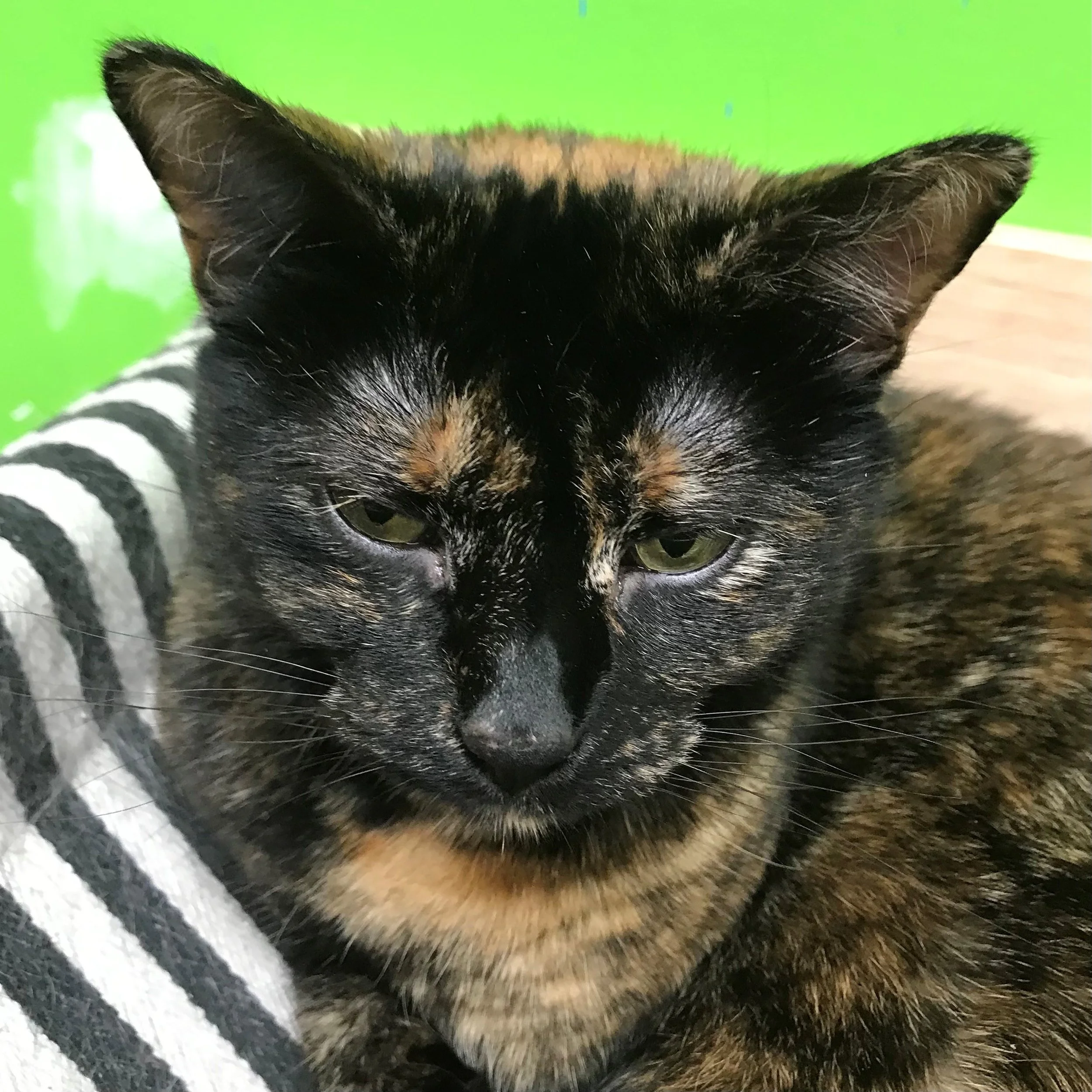 Our Cats — Patriot Pawsabilities