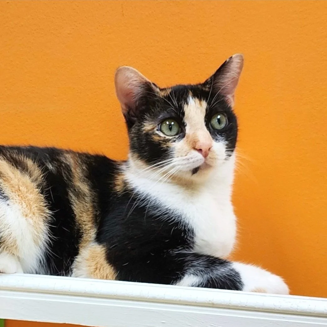 Our Cats — Patriot Pawsabilities