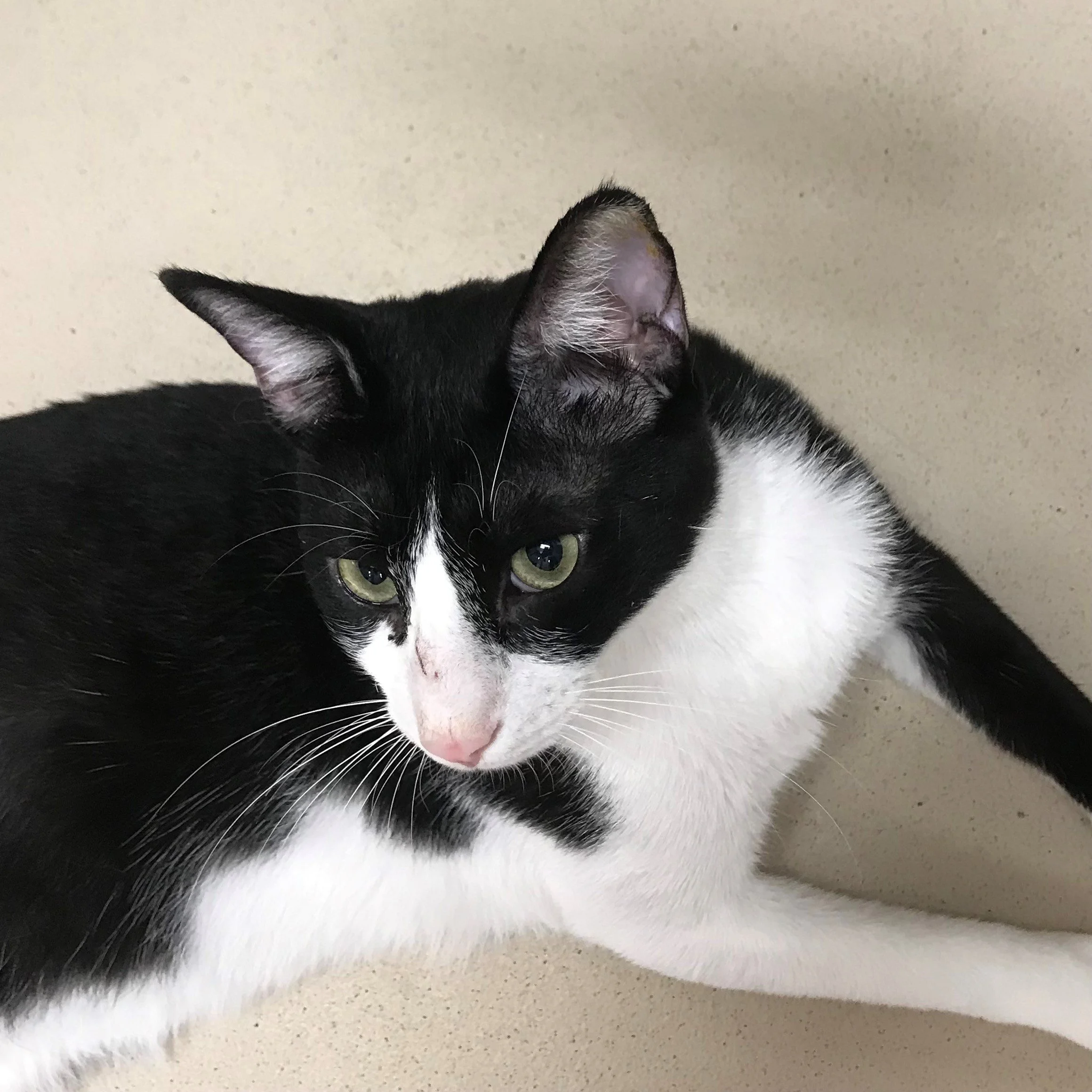 Our Cats — Patriot Pawsabilities