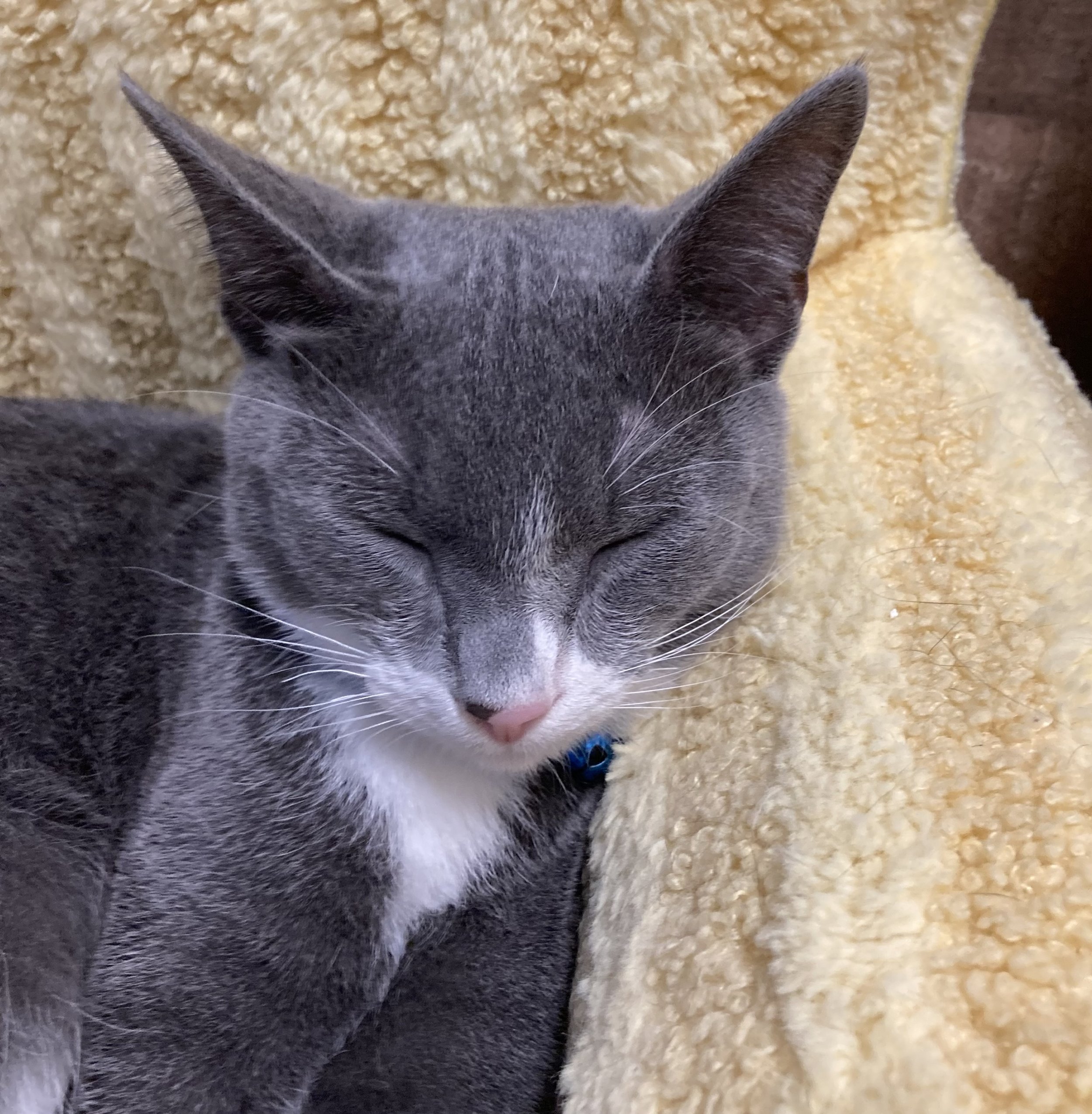 Our Cats — Patriot Pawsabilities