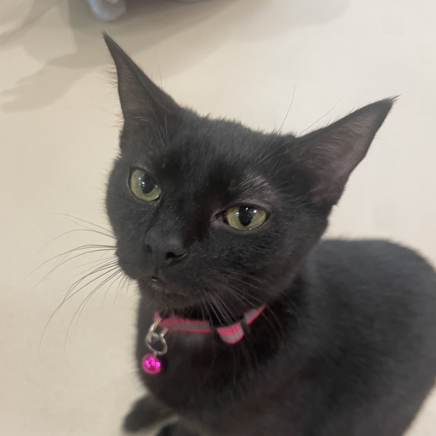 Our Cats — Patriot Pawsabilities