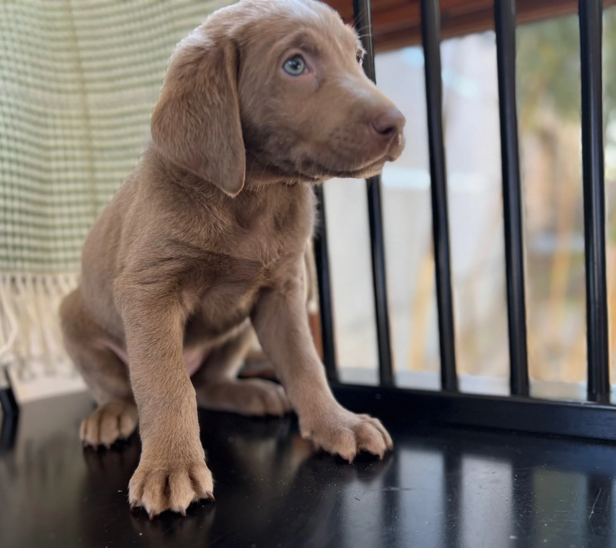 Puppy Gallery 1 — Granite Ridge Silver Labs