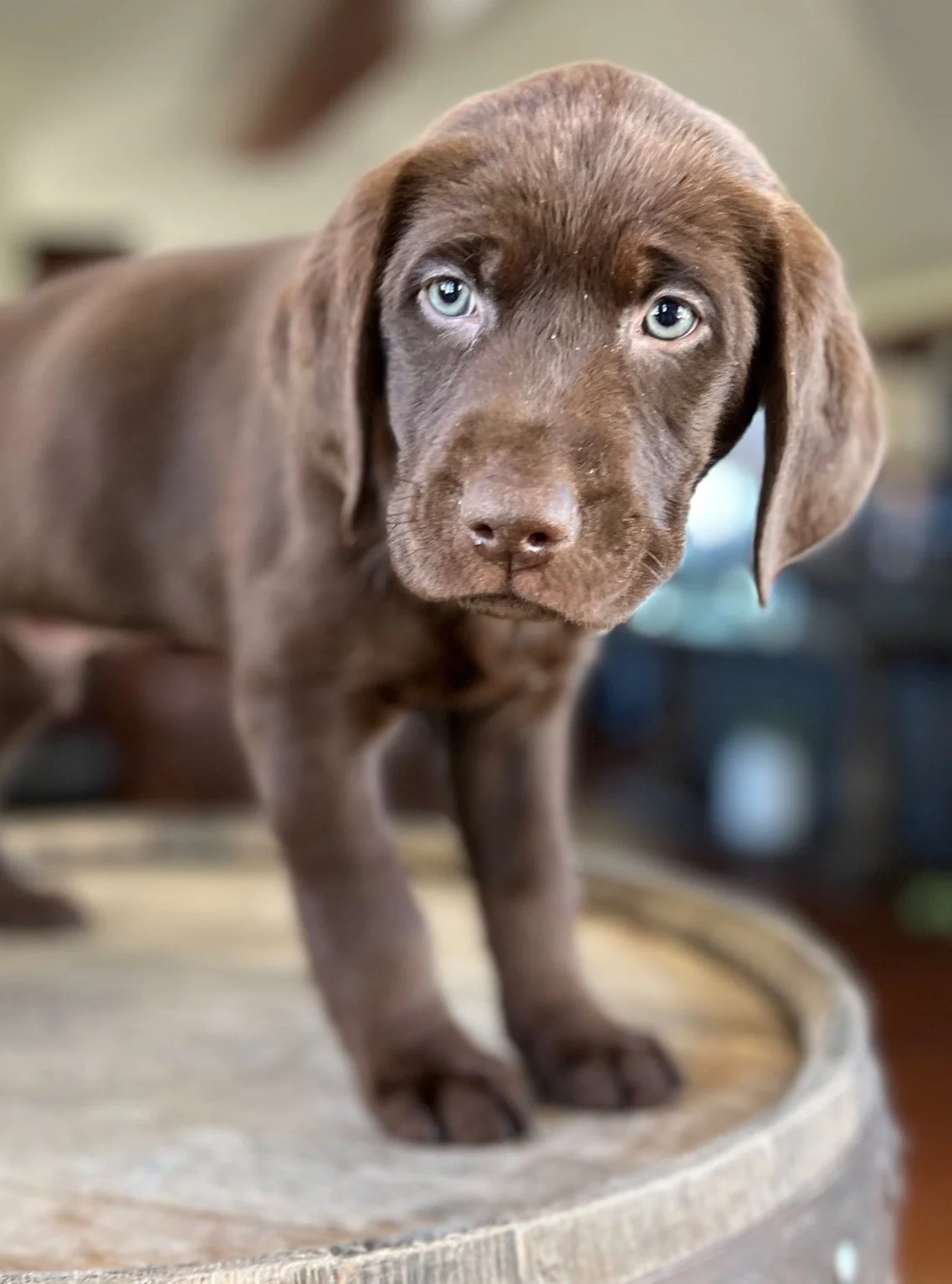 Puppy Gallery 1 — Granite Ridge Silver Labs
