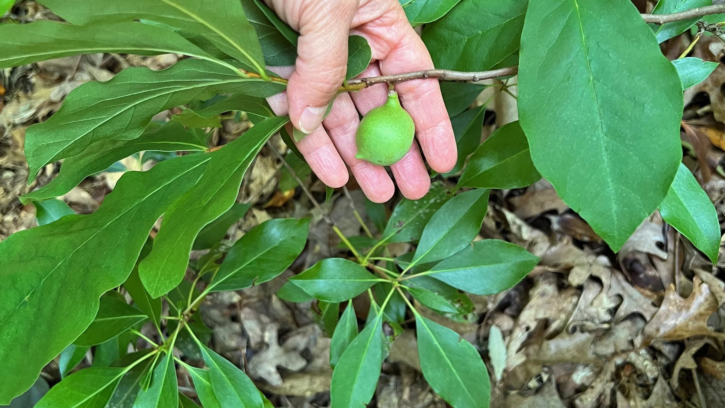 ESS Event Calendar — environment sandy springs