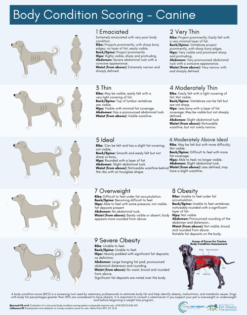 Dog Body Condition Scoring — Association for Pet Obesity Prevention