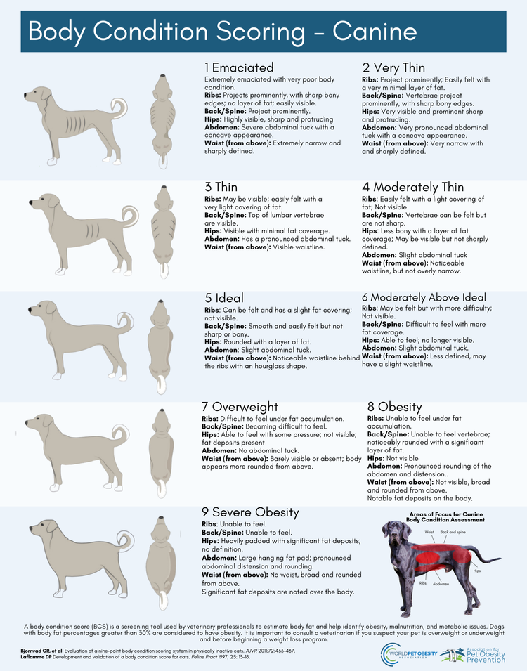 Dog Body Condition Scoring — Association for Pet Obesity Prevention