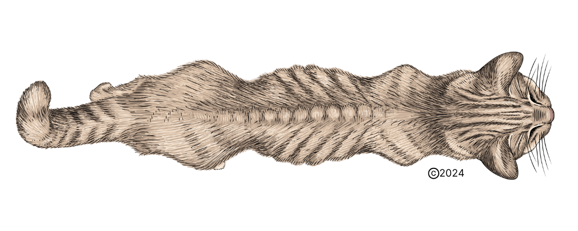 Cat Body Condition Scoring | Assess Your Cat’s Weight — Association for ...