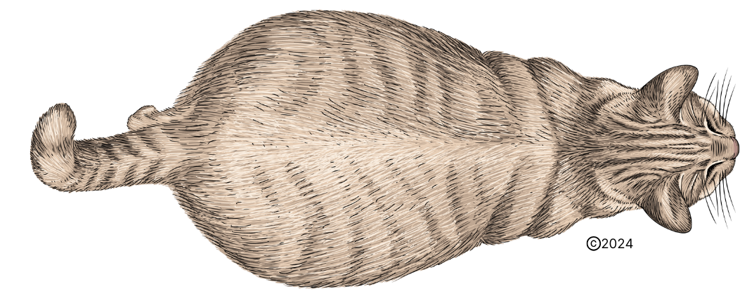 Cat Body Condition Scoring — Association for Pet Obesity Prevention