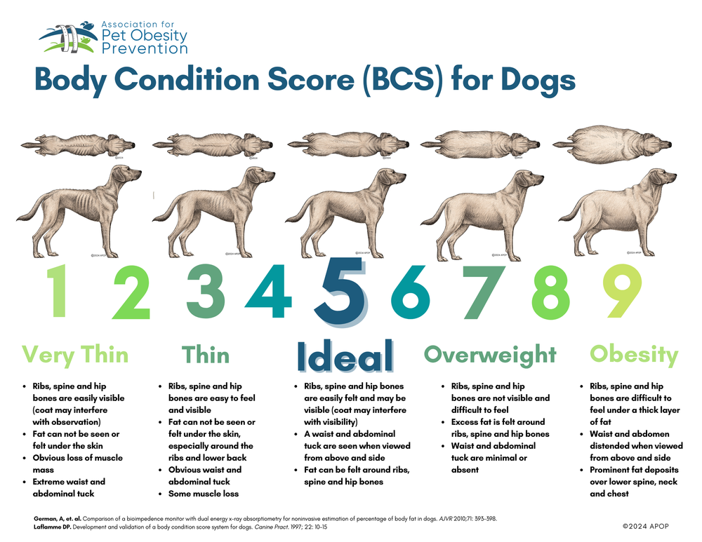 Dog Body Condition Scoring — Association for Pet Obesity Prevention