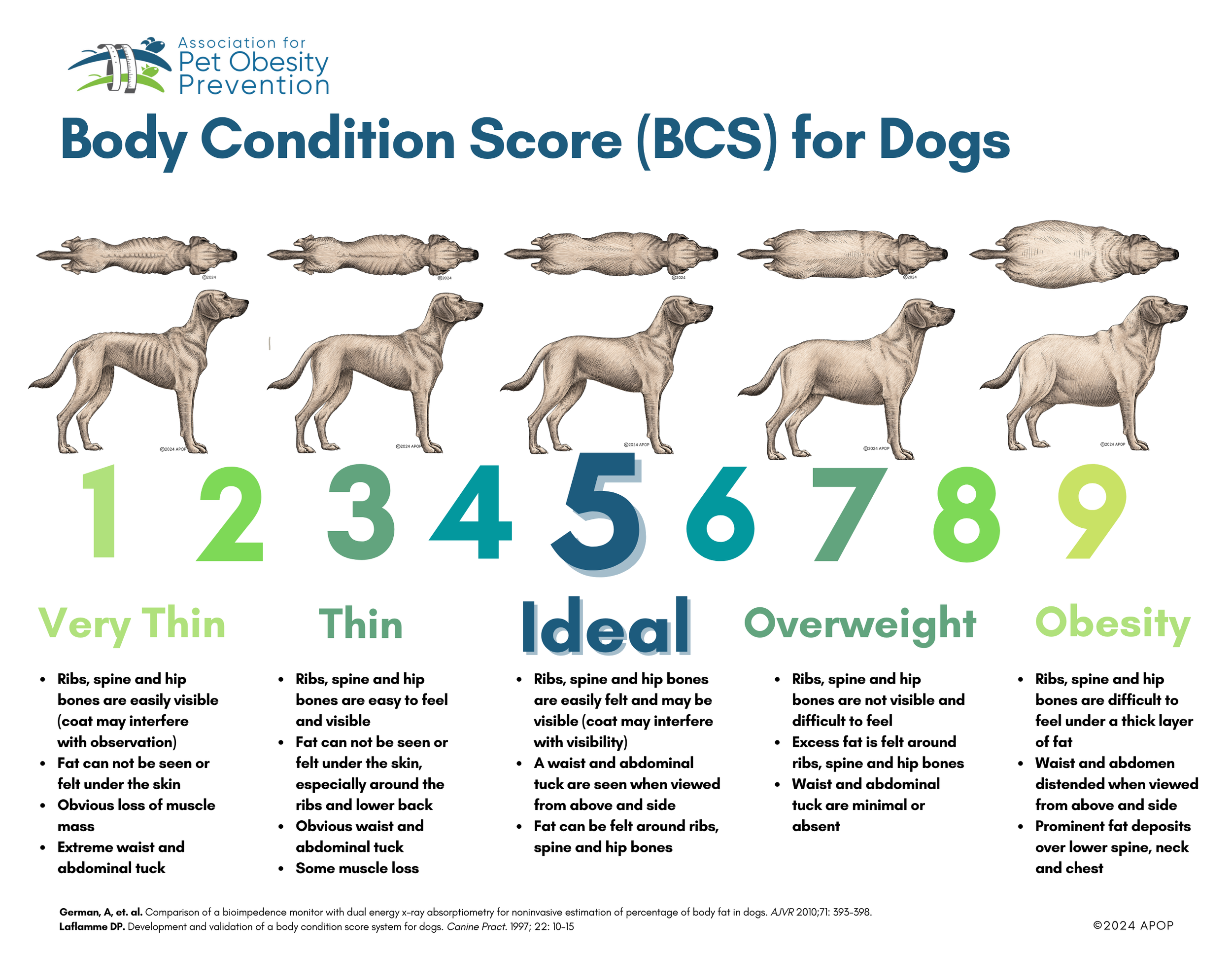 Dog Body Condition Scoring — Association for Pet Obesity Prevention
