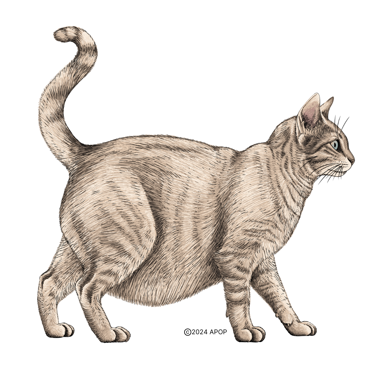 Cat Body Condition Scoring — Association for Pet Obesity Prevention