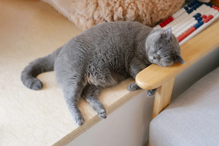 Cat Body Condition Scoring | Assess Your Cat’s Weight — Association for ...
