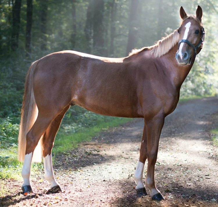 Horse Body Condition Scoring | Assess Your Horse’s Weight — Association ...