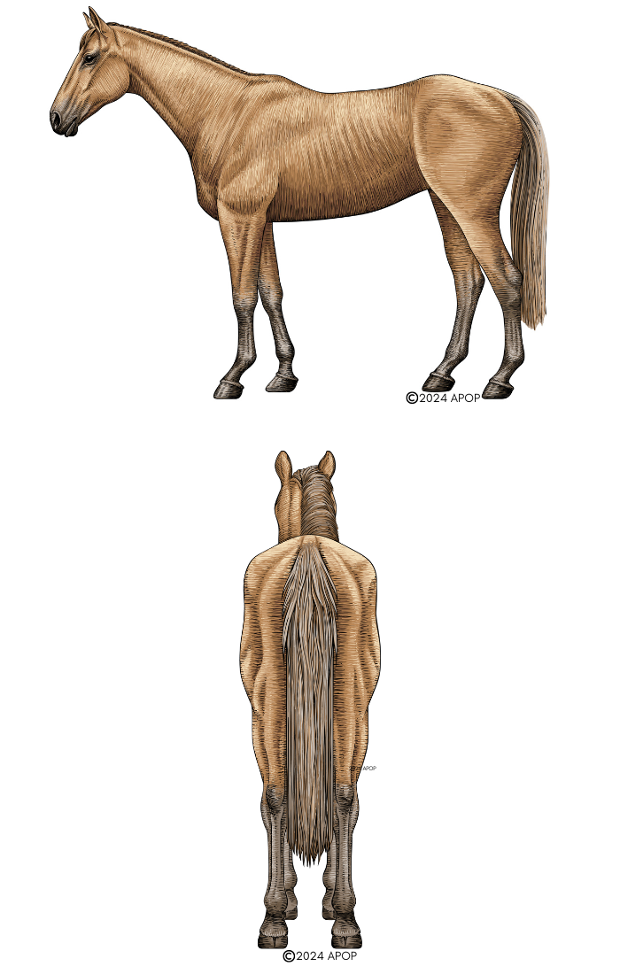 Horse Body Condition Scoring | Assess Your Horse’s Weight — Association ...