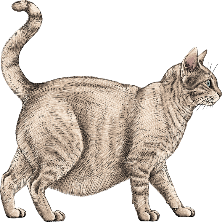 Cat Body Condition Scoring | Assess Your Cat’s Weight — Association for ...