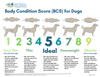 Body Condition Scoring — Association for Pet Obesity Prevention